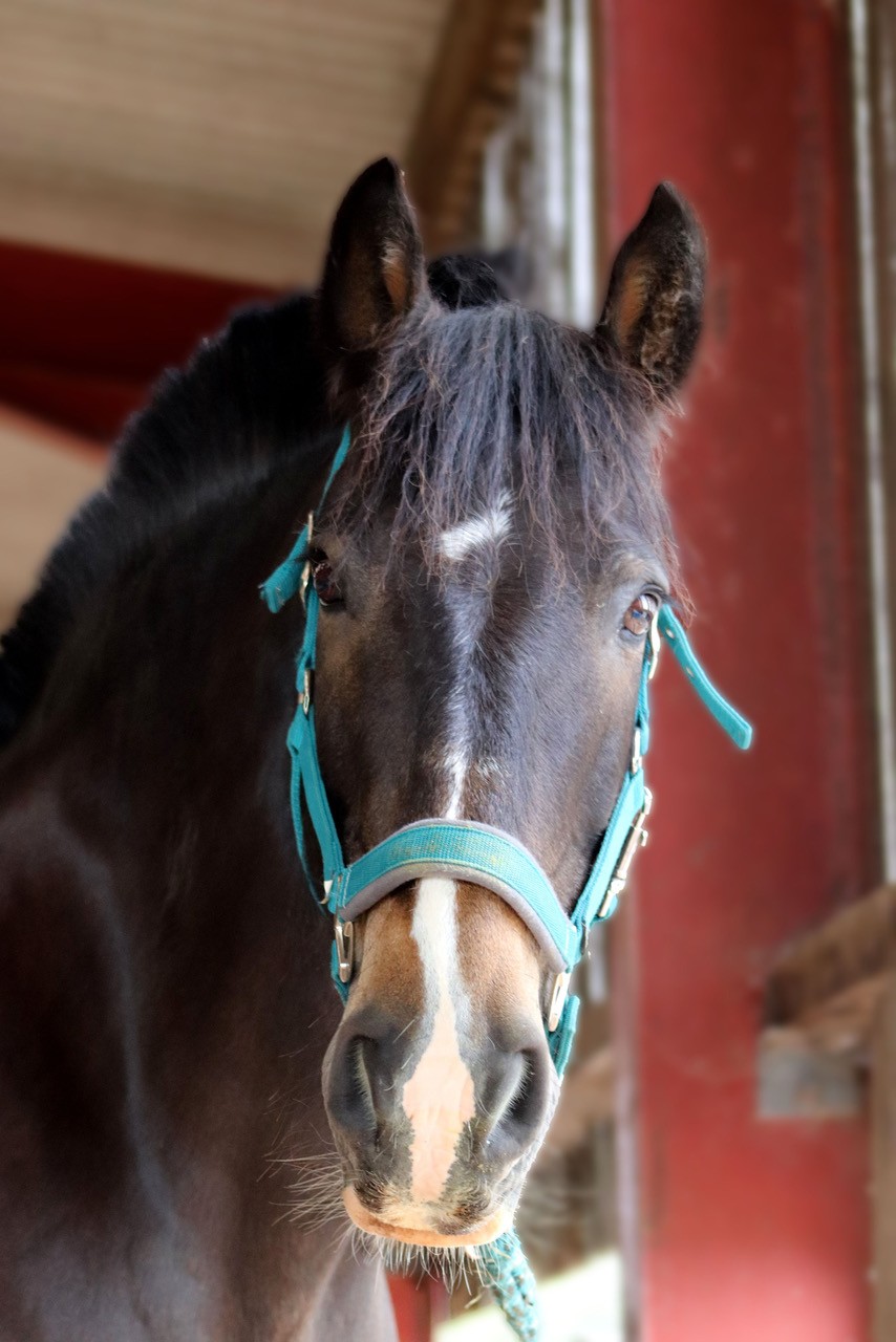 Barney - Flying Start Riding Centre